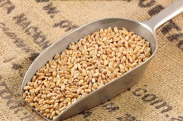 Grâul românesc ar fi fost bun. De ce l-au refuzat egiptenii ...